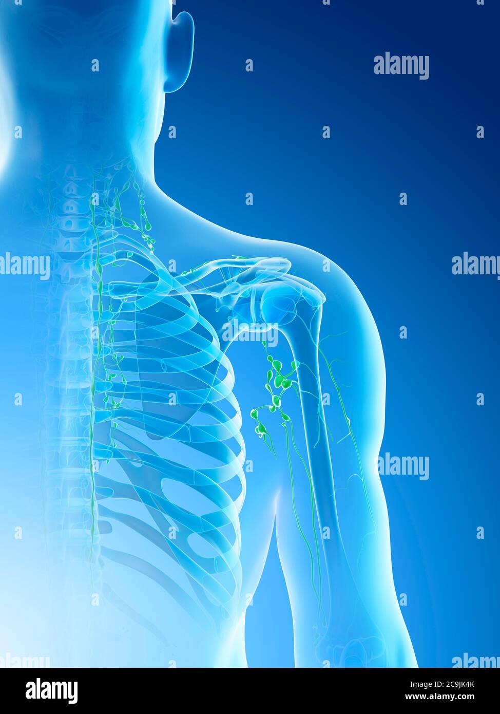 Lymph nodes, computer illustration Stock Photo - Alamy