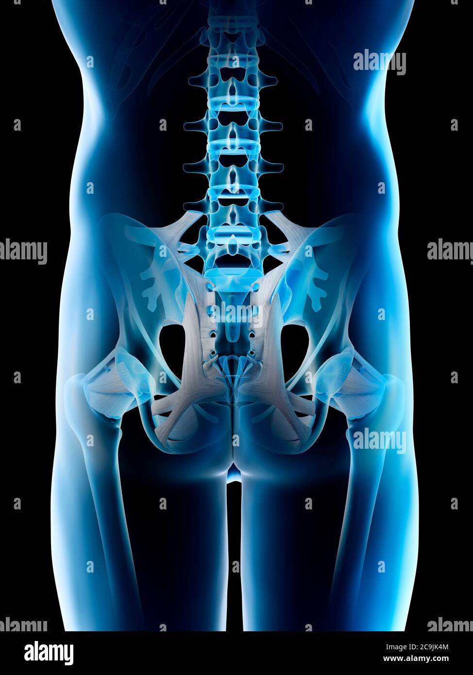 Male hip bones, computer illustration Stock Photo - Alamy
