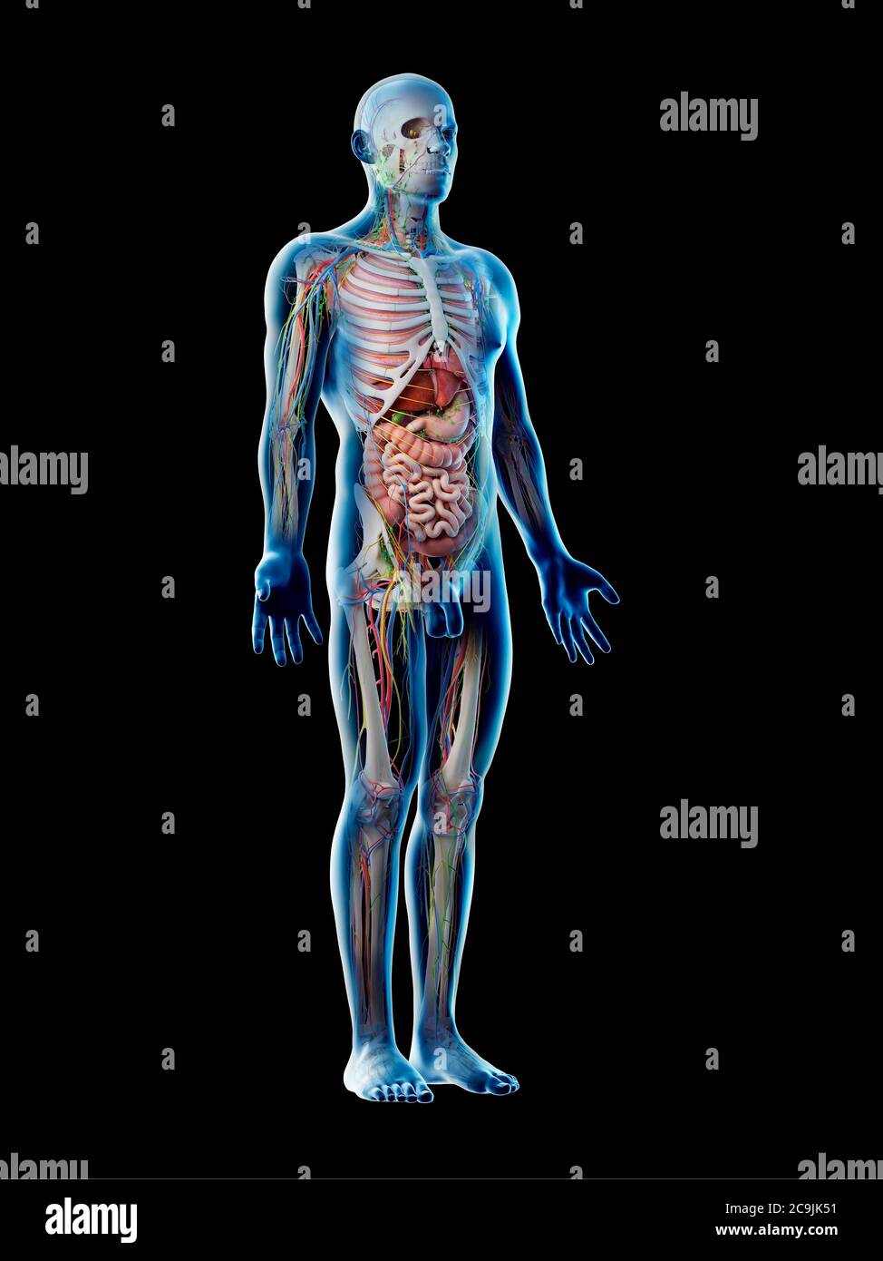 Male anatomy, computer illustration Stock Photo - Alamy