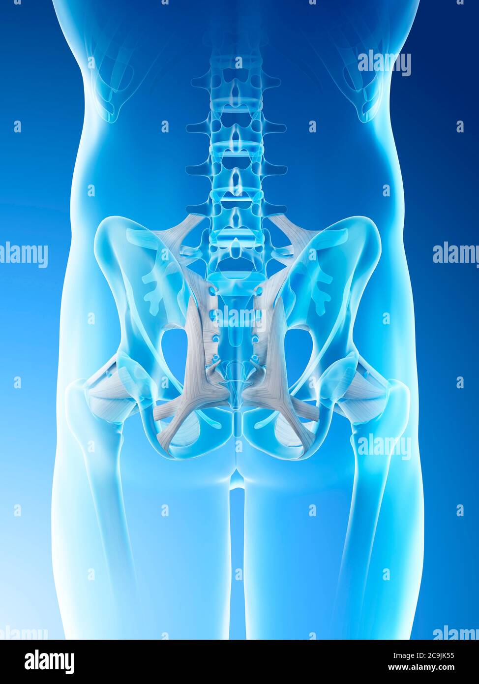 Male hip bones, computer illustration Stock Photo - Alamy
