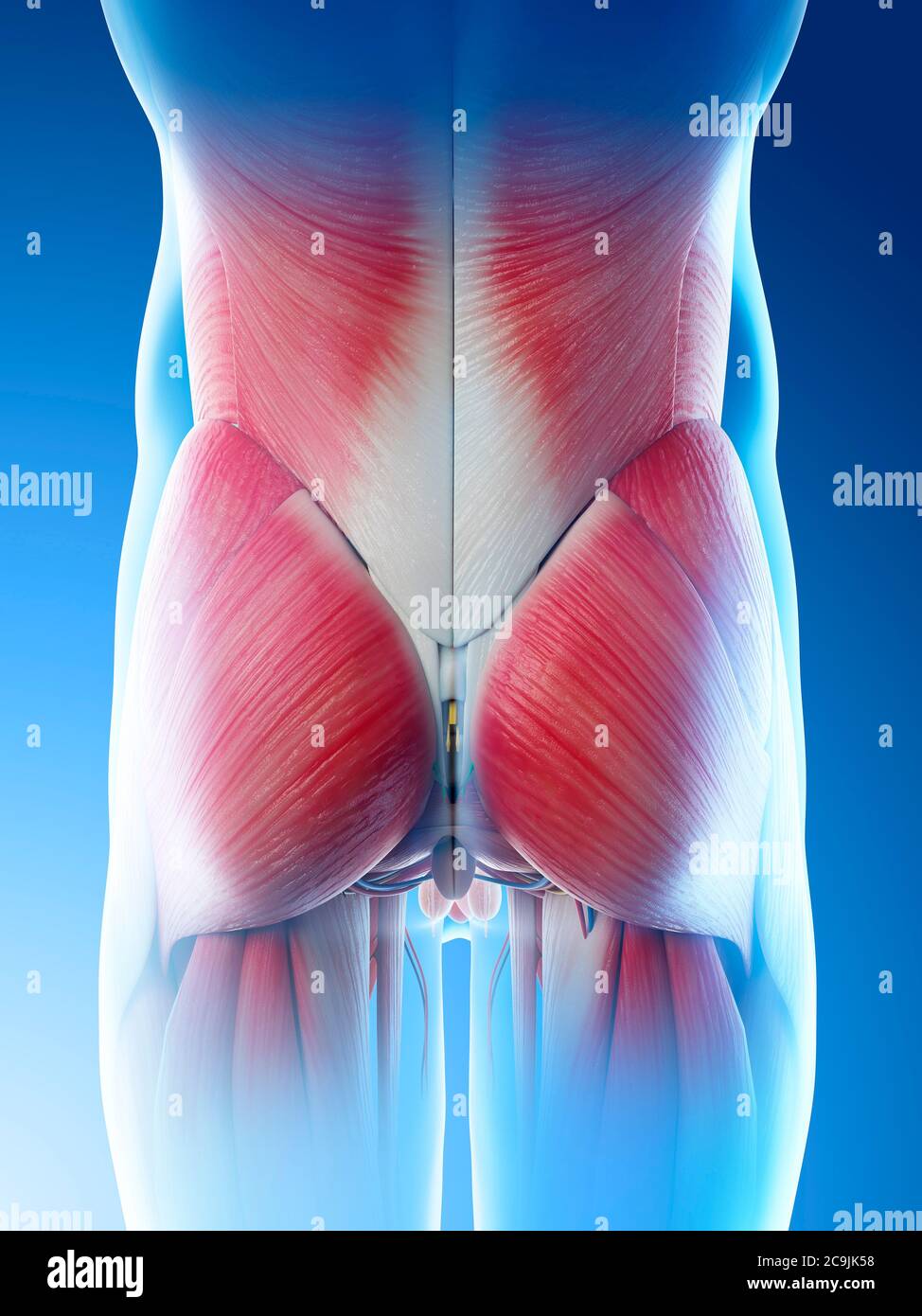Male hip muscles, computer illustration Stock Photo - Alamy