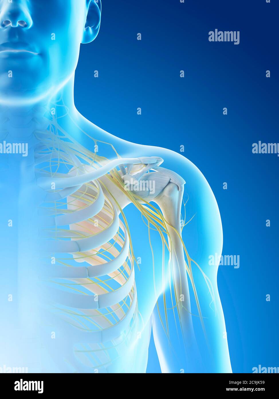 Nerves of the shoulder, computer illustration Stock Photo - Alamy