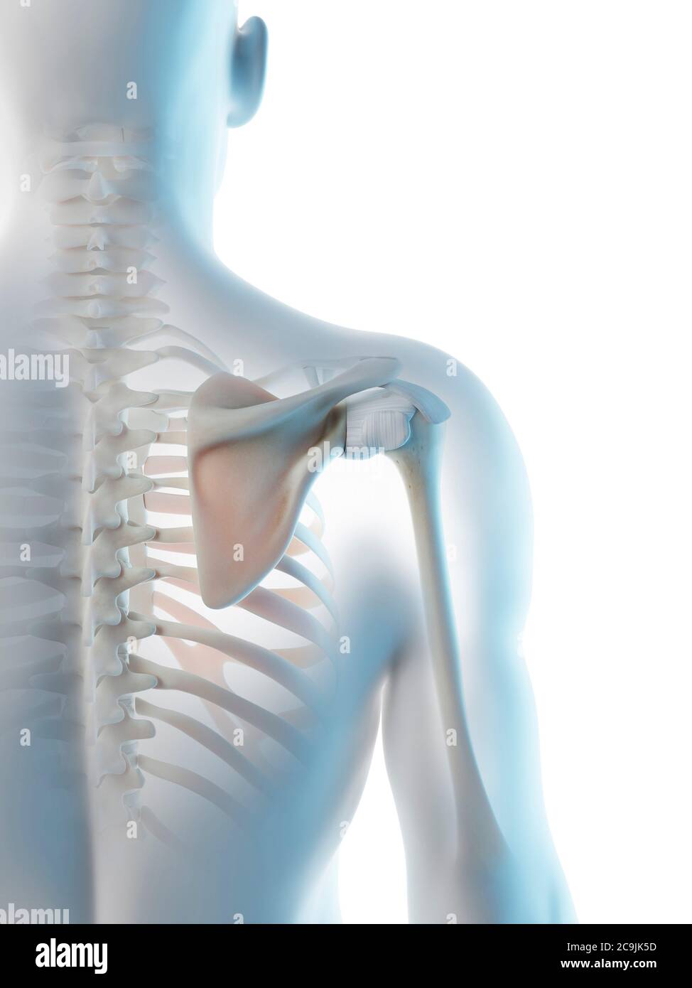 Shoulder bones, computer illustration Stock Photo - Alamy