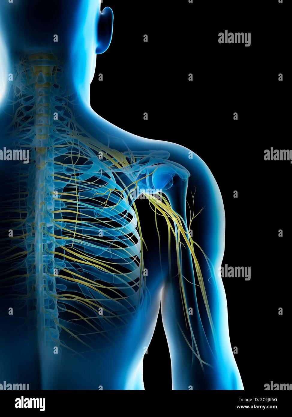 Nerves of the shoulder, computer illustration Stock Photo - Alamy