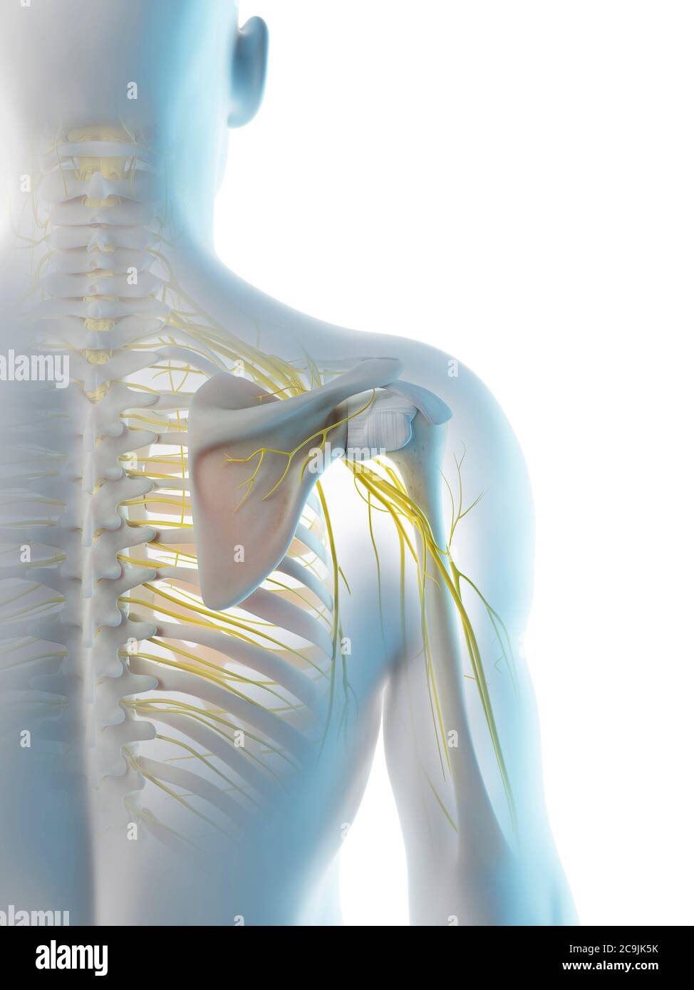 Nerves of the shoulder, computer illustration Stock Photo - Alamy