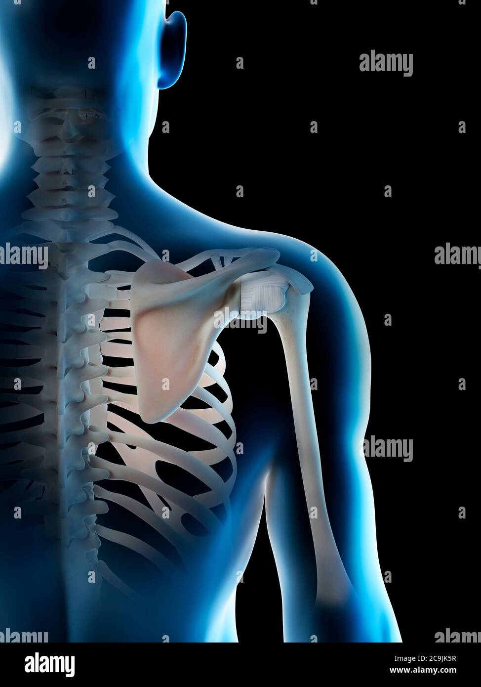 Shoulder bones, computer illustration Stock Photo - Alamy