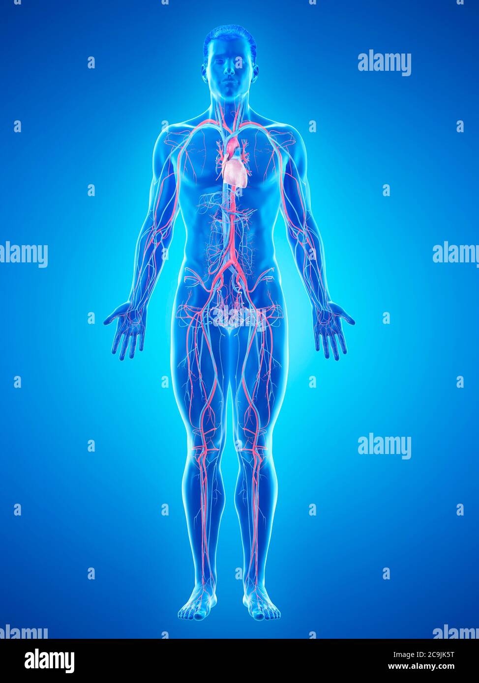 Vascular system, computer illustration Stock Photo - Alamy