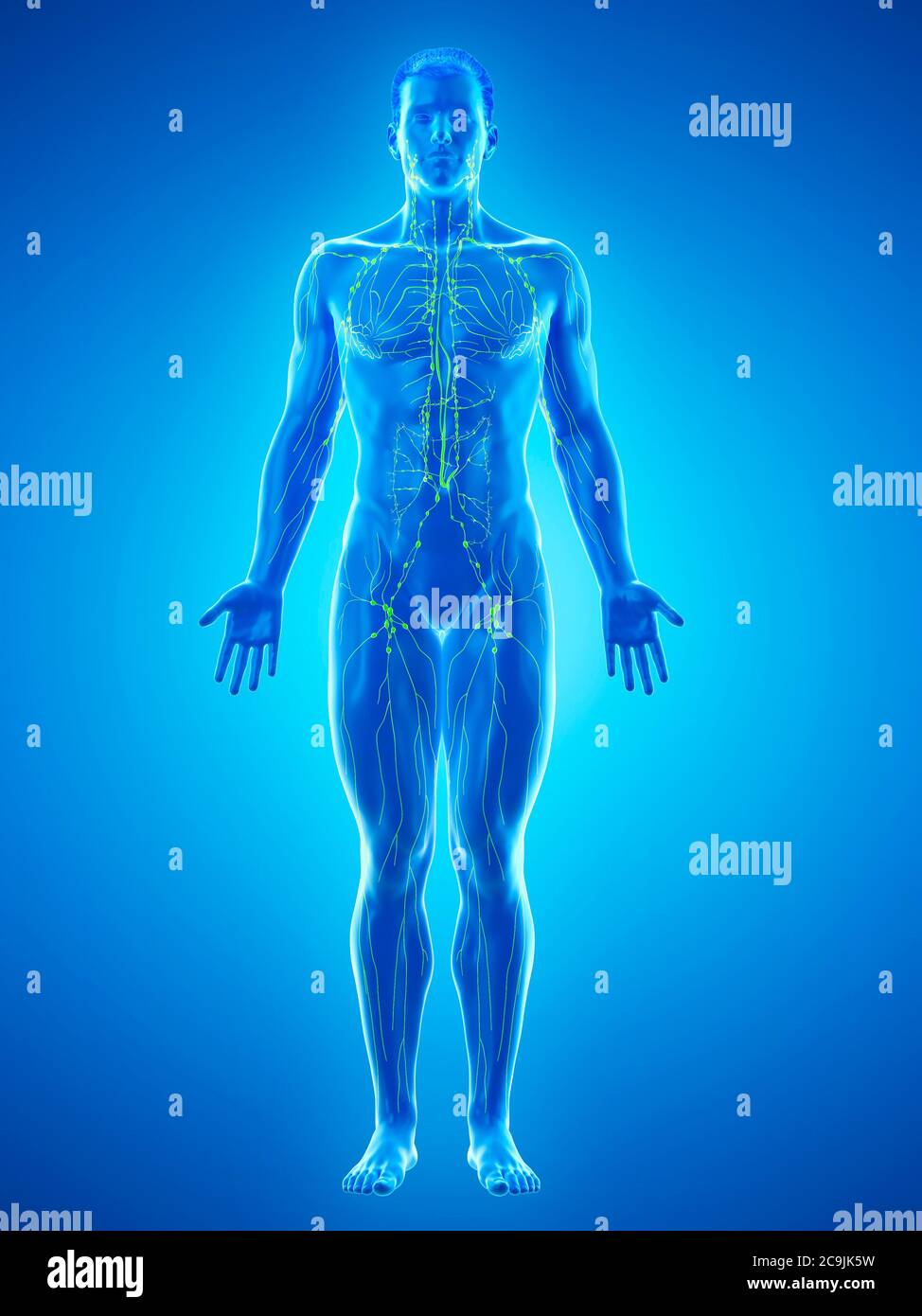 Lymphatic system, computer illustration Stock Photo - Alamy