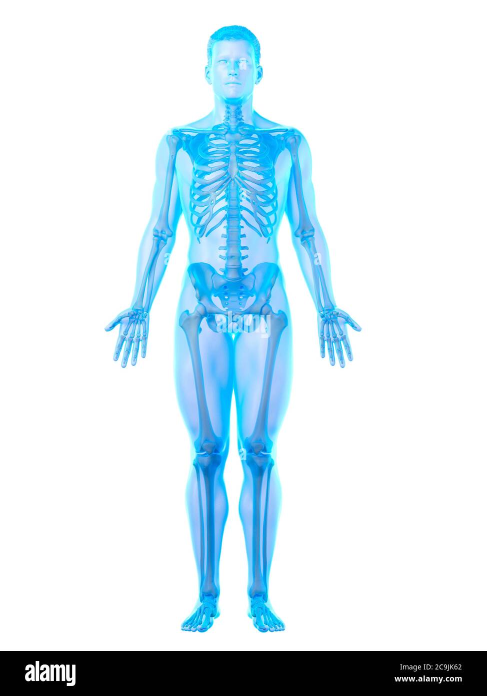 Human Vertebrae Computer Artwork Cut Out Stock Images & Pictures - Alamy