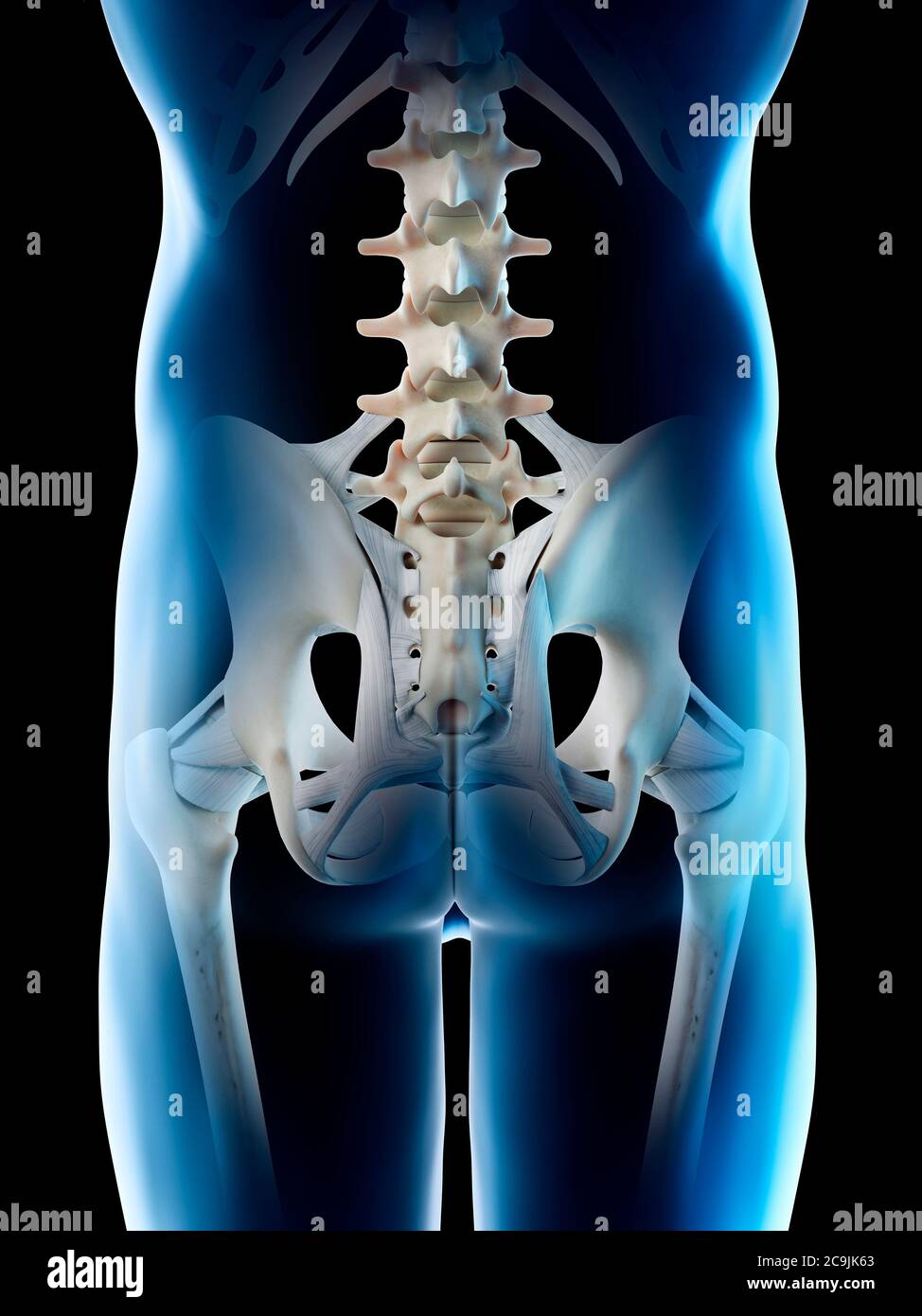 Male hip bones, computer illustration Stock Photo - Alamy