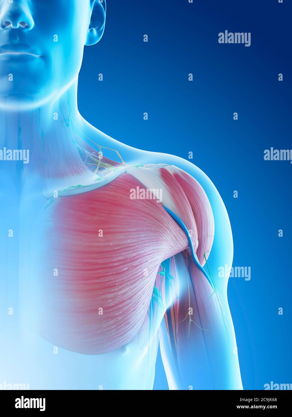 Male shoulder anatomy, computer illustration Stock Photo - Alamy