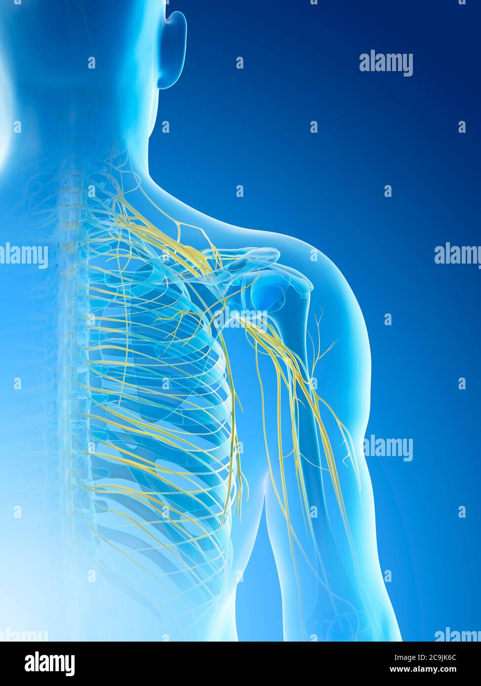 Nerves of the shoulder, computer illustration Stock Photo - Alamy