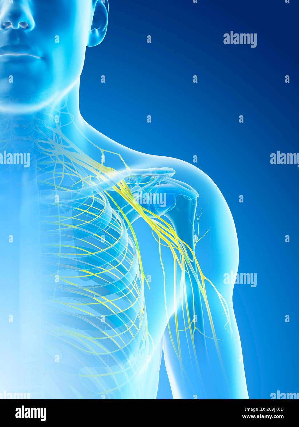 Nerves of the shoulder, computer illustration Stock Photo - Alamy
