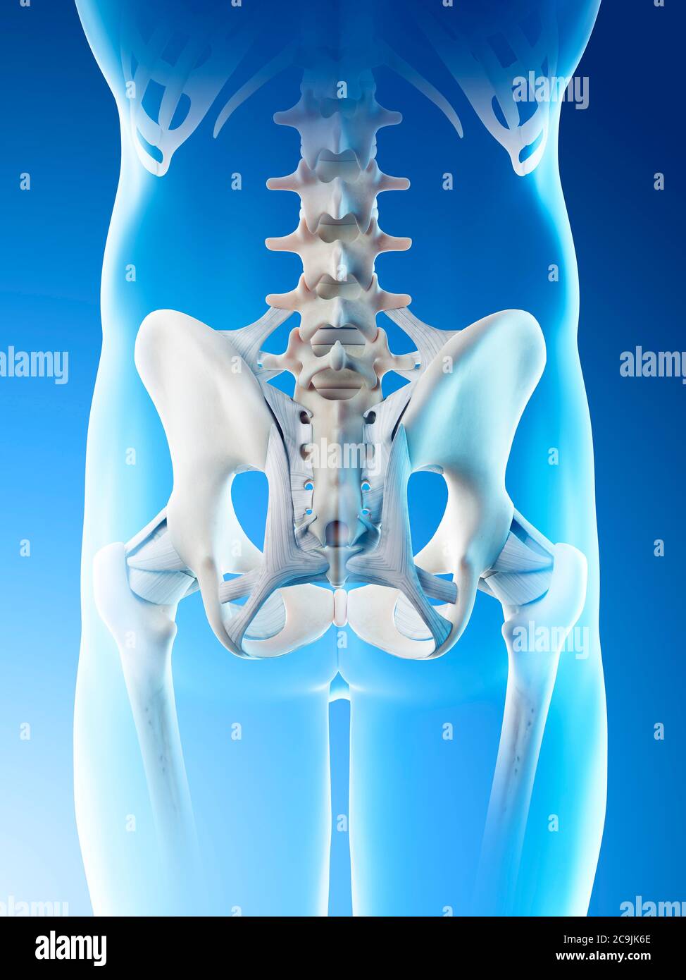 Male hip bones, computer illustration Stock Photo - Alamy