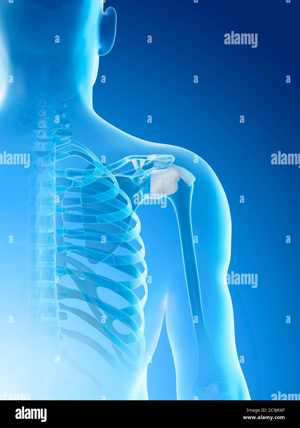 Shoulder bones, computer illustration Stock Photo - Alamy
