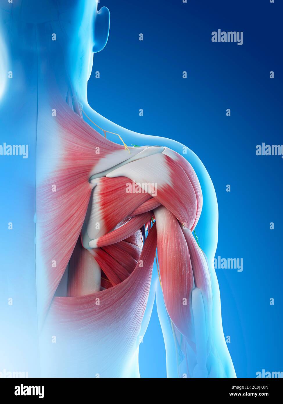 Male shoulder anatomy, computer illustration Stock Photo - Alamy