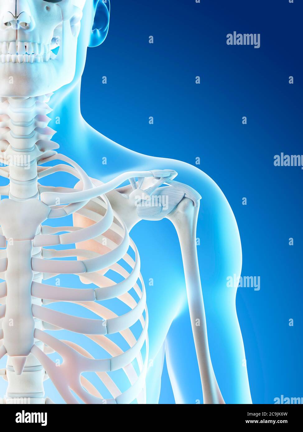 Shoulder bones, computer illustration Stock Photo - Alamy