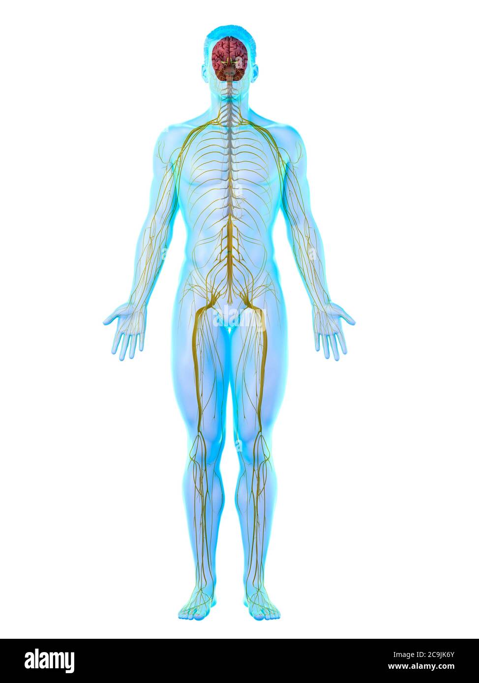 Nervous system, computer illustration Stock Photo - Alamy