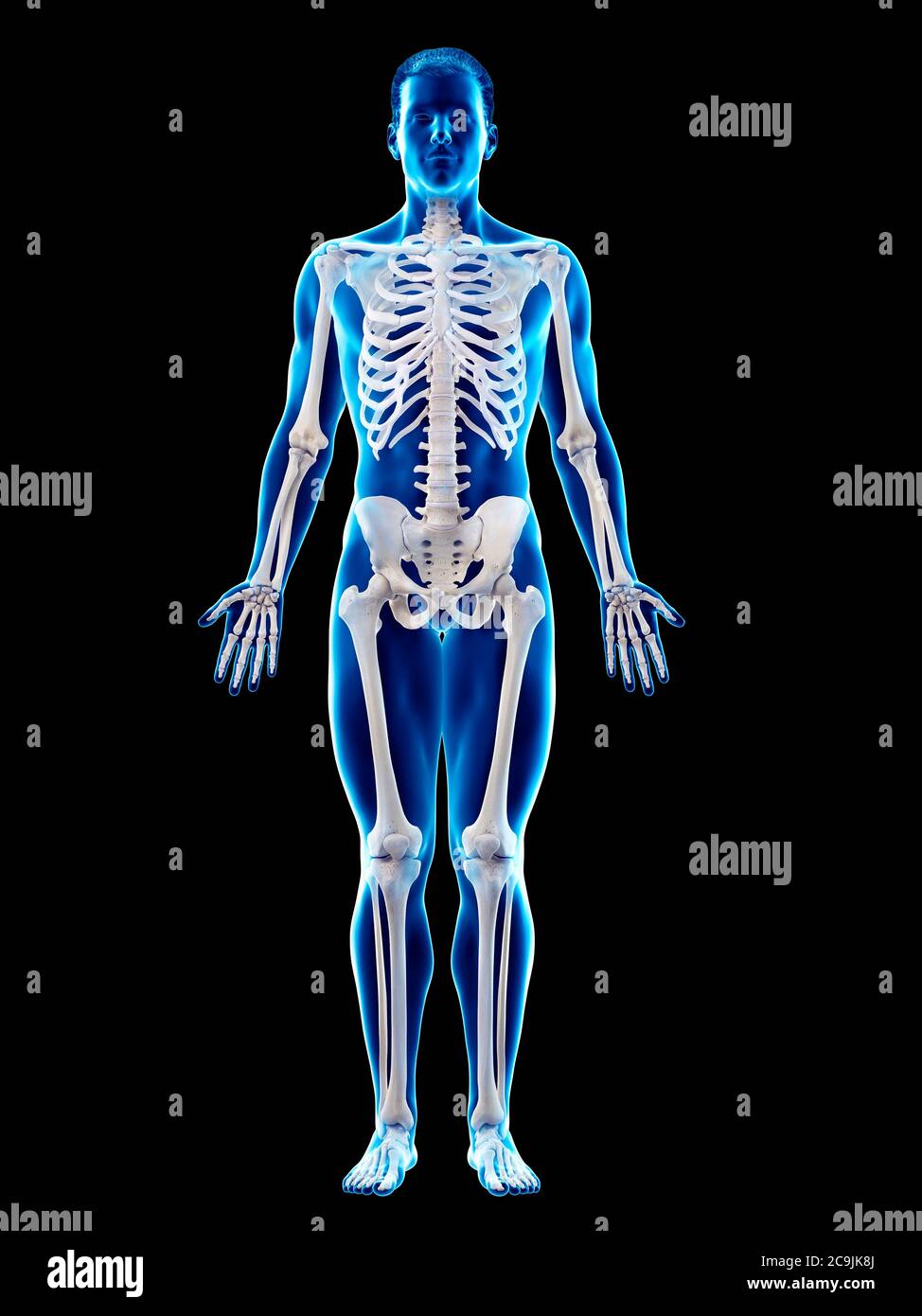 Male skeleton, computer illustration Stock Photo - Alamy