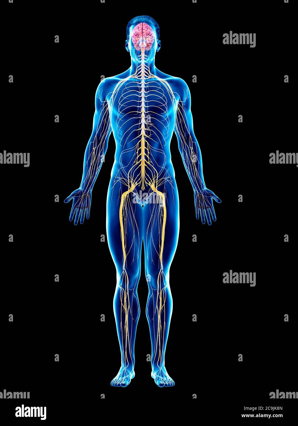 Nervous system, computer illustration Stock Photo - Alamy