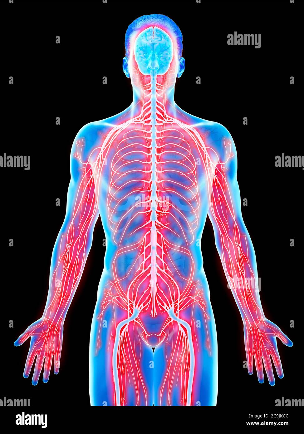 Nervous system, computer illustration Stock Photo - Alamy