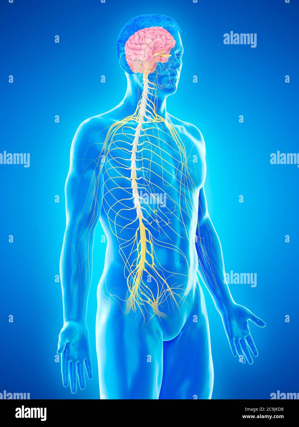 Nervous system, computer illustration Stock Photo - Alamy