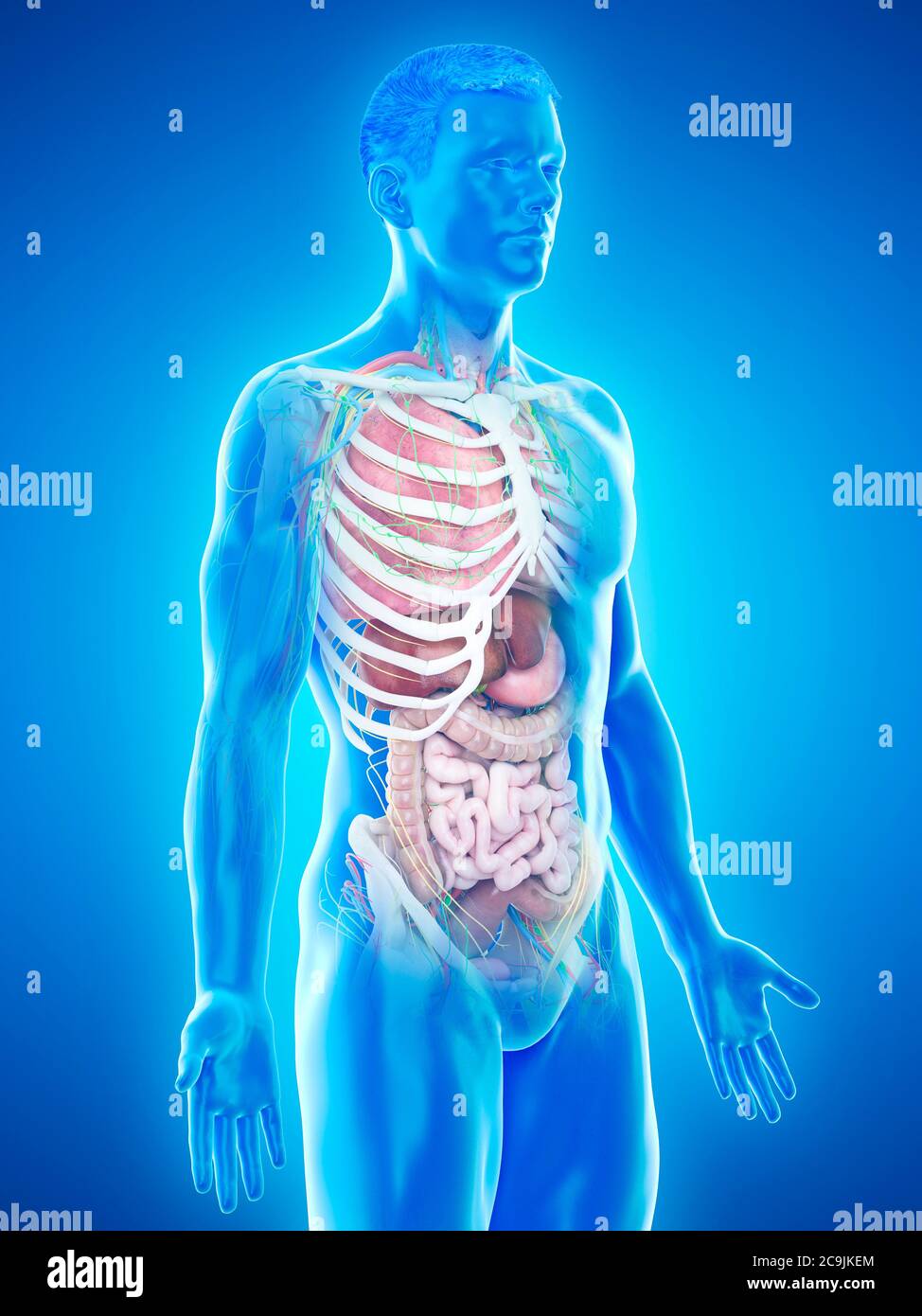 Male anatomy, computer illustration Stock Photo - Alamy