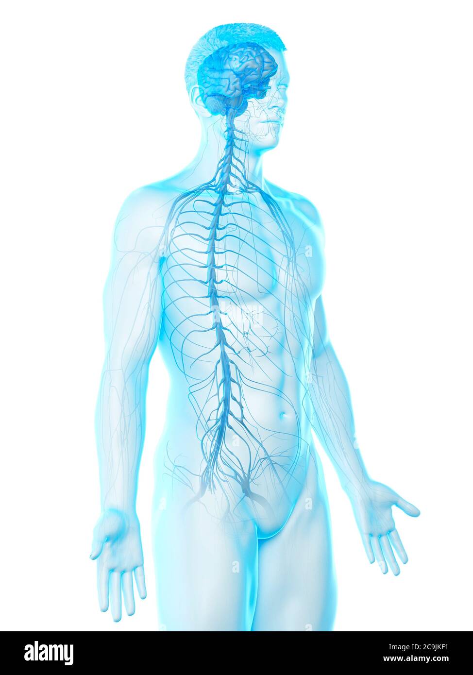 Nervous system, computer illustration Stock Photo - Alamy
