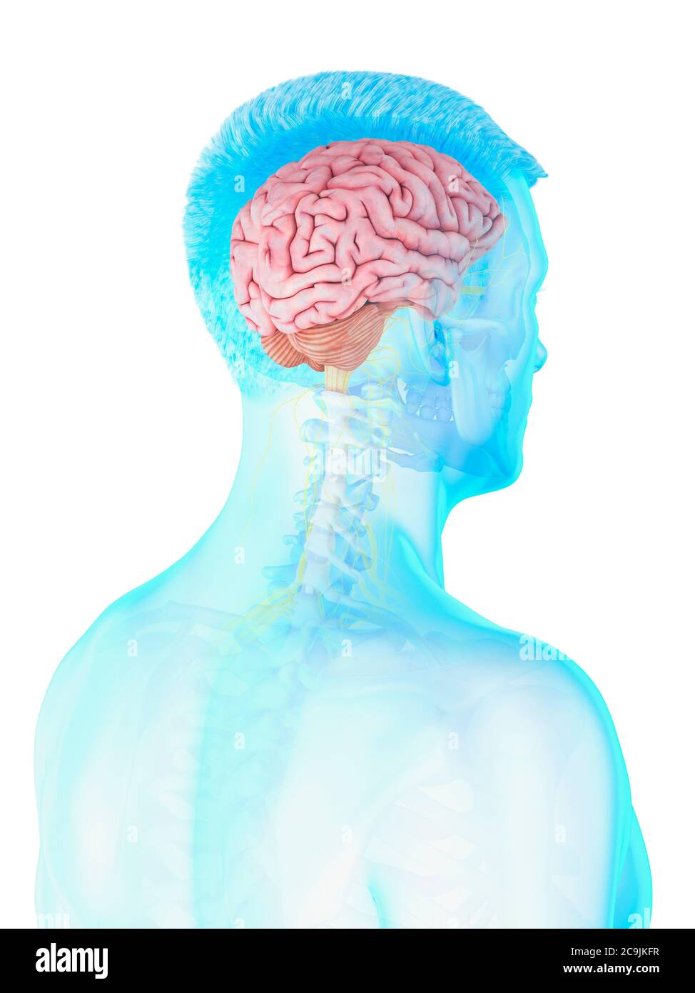 Male brain, computer illustration Stock Photo - Alamy