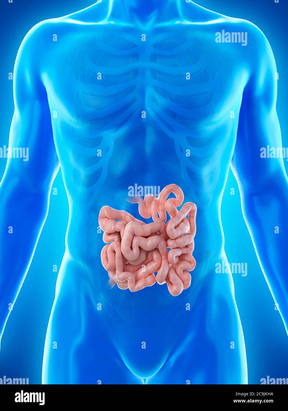 Small intestine, computer illustration Stock Photo - Alamy