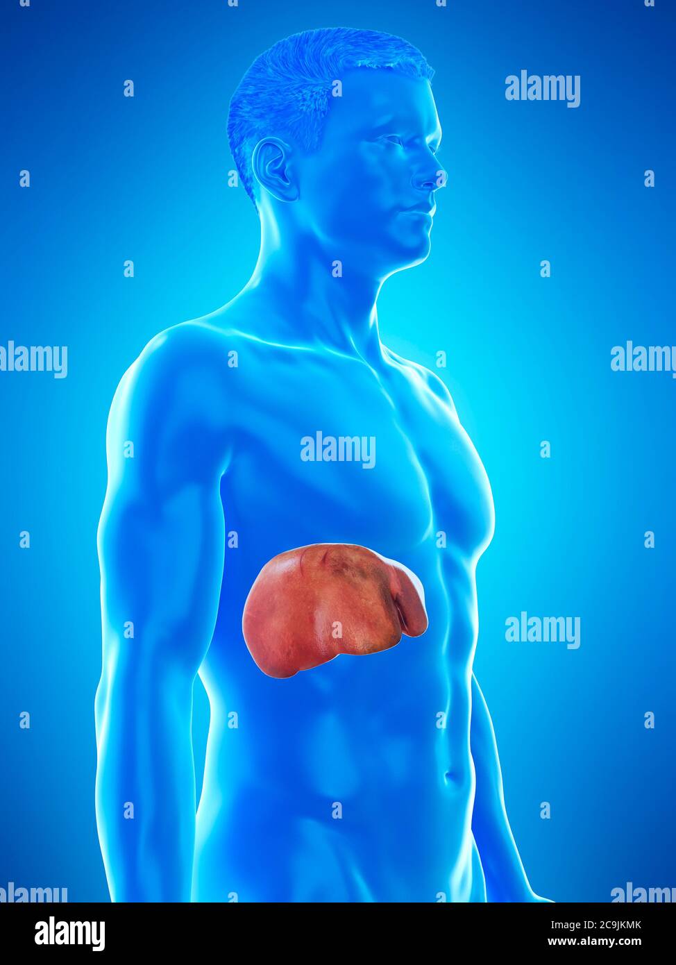 Liver anatomy, computer illustration Stock Photo - Alamy