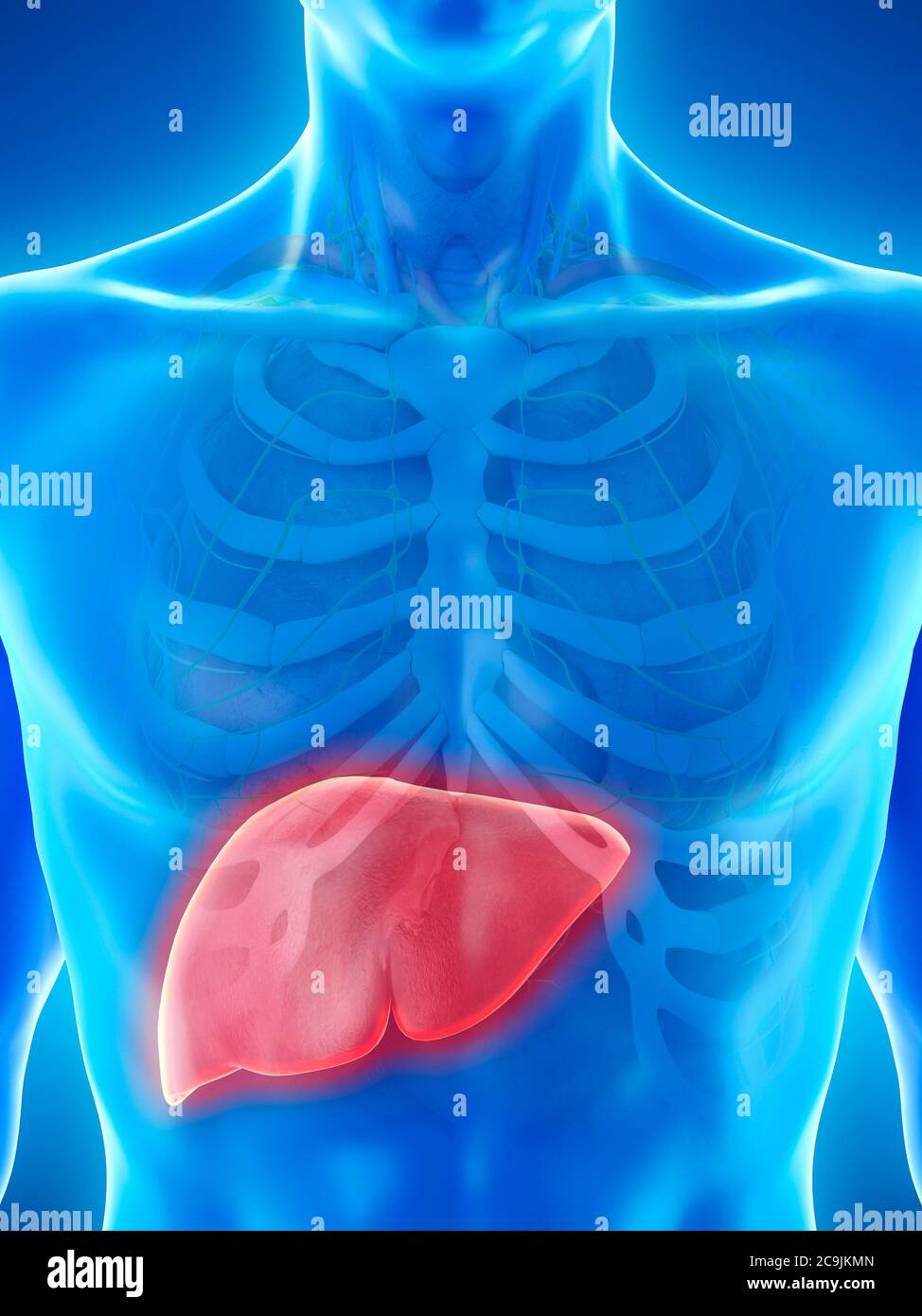 Liver anatomy, computer illustration Stock Photo - Alamy