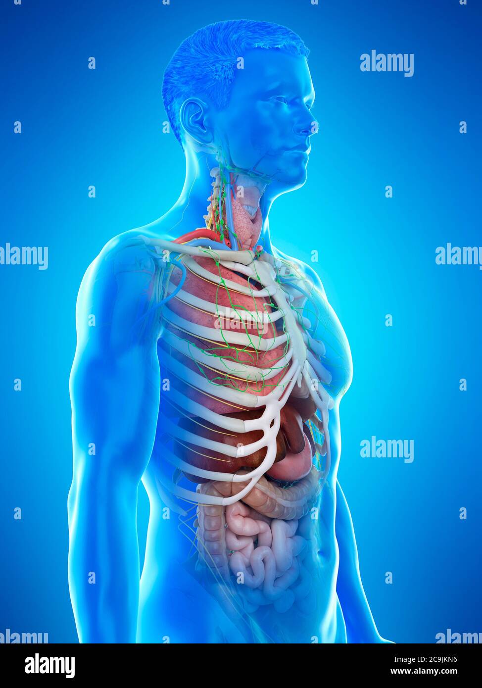 Male anatomy, computer illustration Stock Photo - Alamy