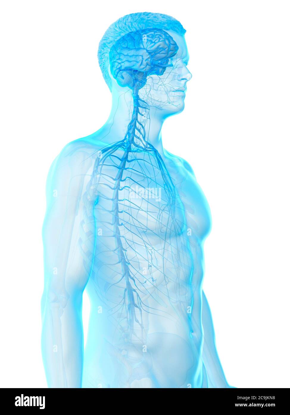 Nervous system, computer illustration Stock Photo - Alamy