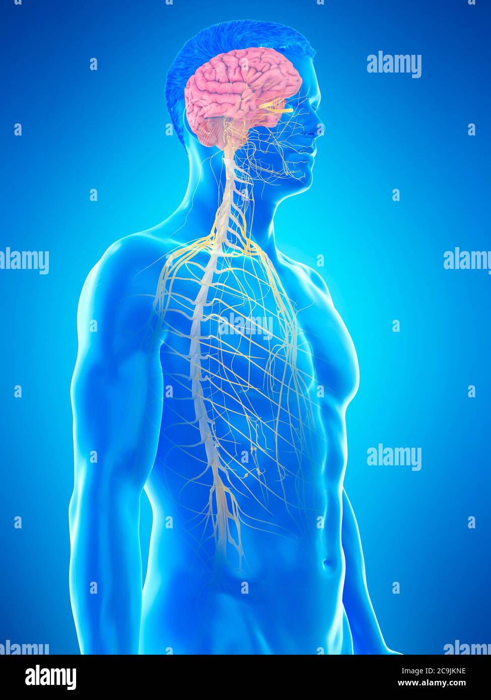 Nervous system, computer illustration Stock Photo - Alamy