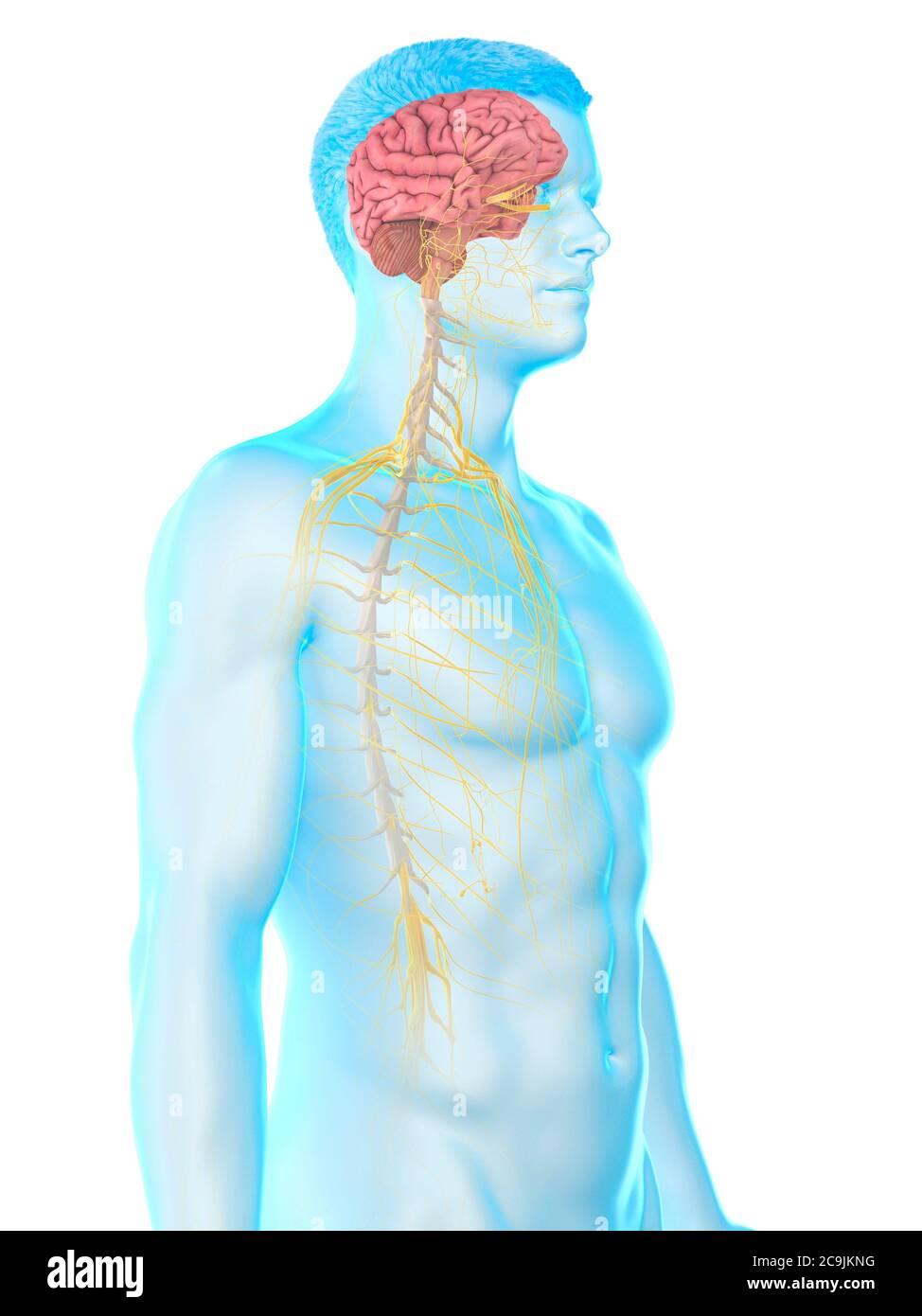 Nervous system, computer illustration Stock Photo - Alamy