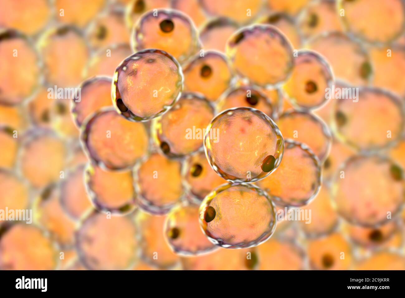 Human fat cells hi-res stock photography and images - Alamy