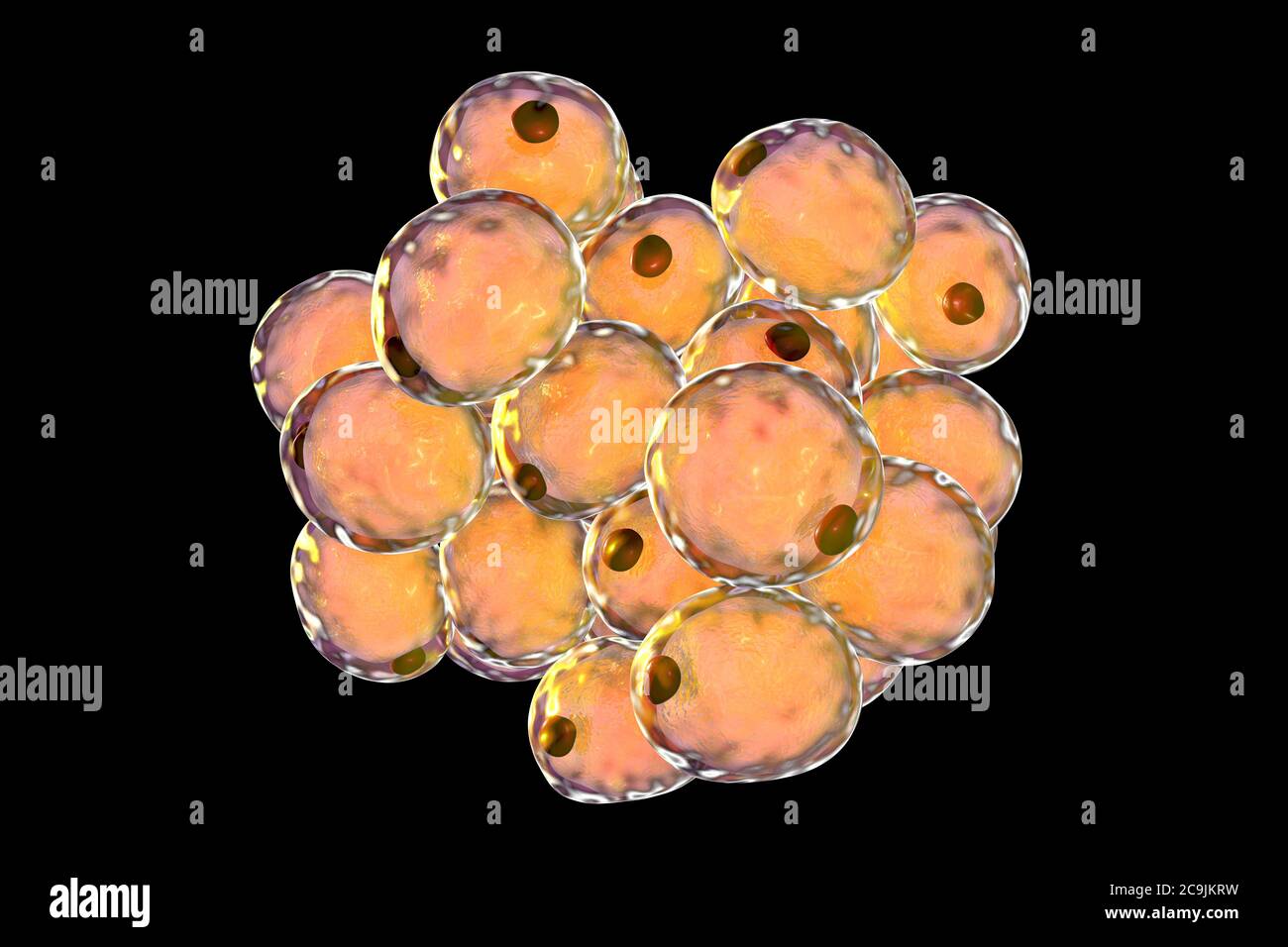 Human fat cells hi-res stock photography and images - Alamy
