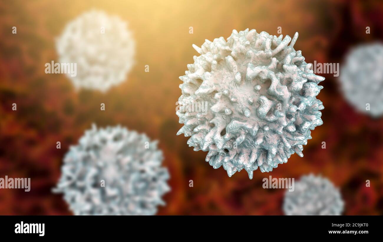 Lymphocytes white blood cells, computer illustration. Lymphocytes are ...