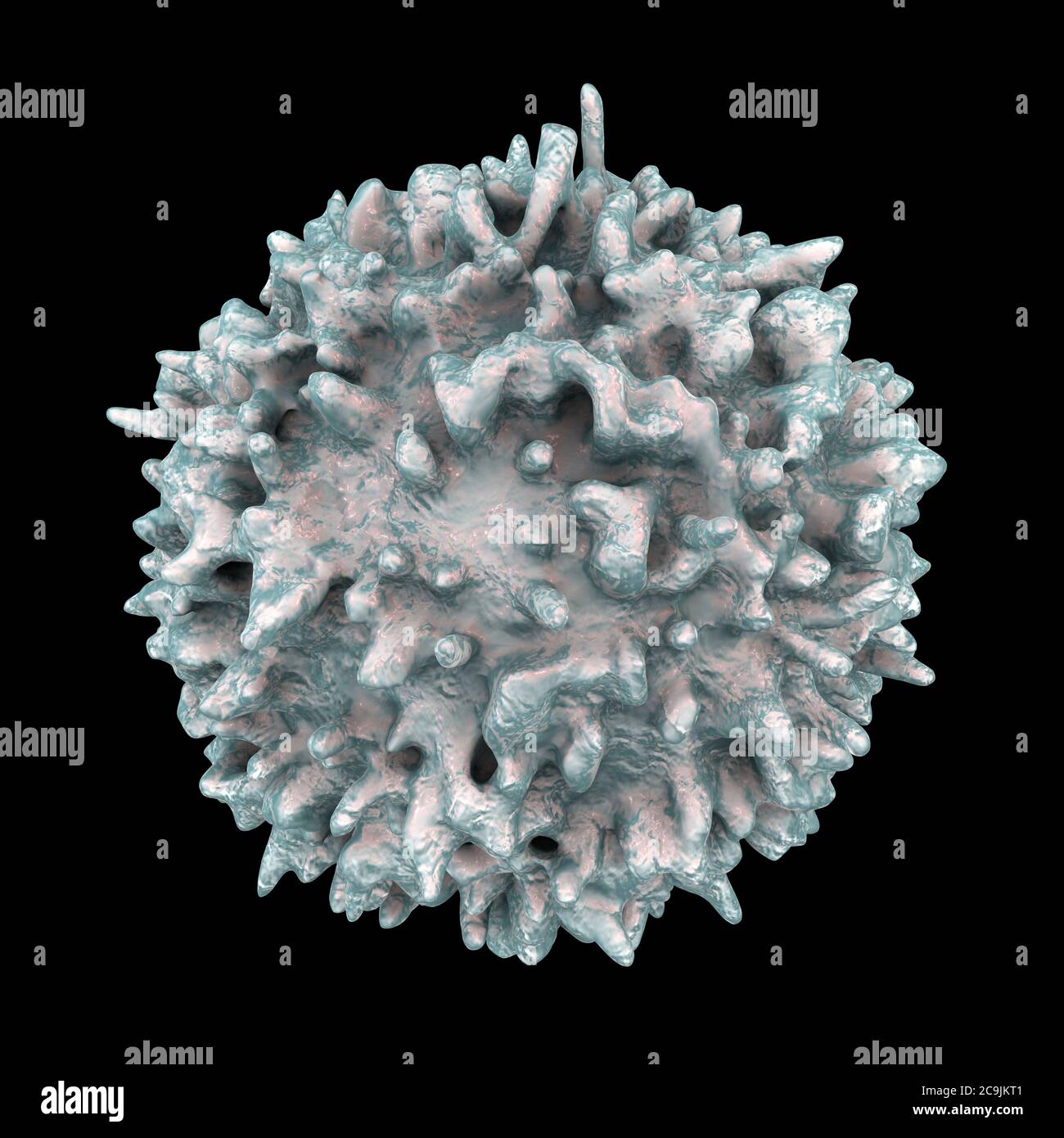 Lymphocyte white blood cell, computer illustration. Lymphocytes are ...