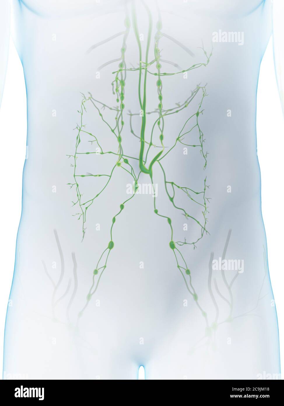 Abdominal lymphatic system, computer illustration Stock Photo - Alamy
