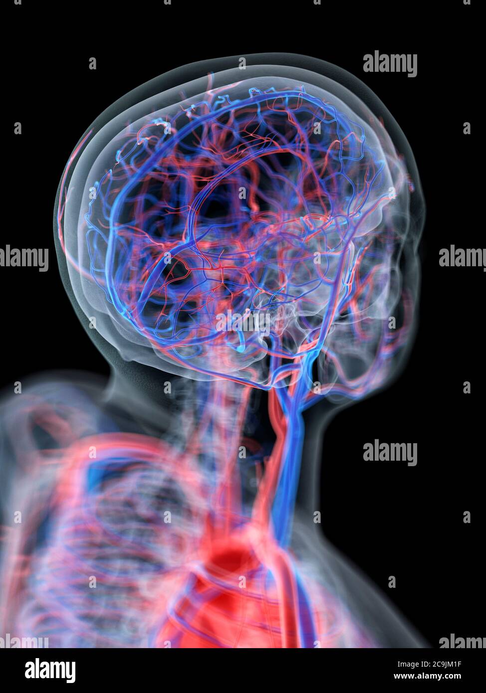Blood vessels of the head hi-res stock photography and images - Alamy