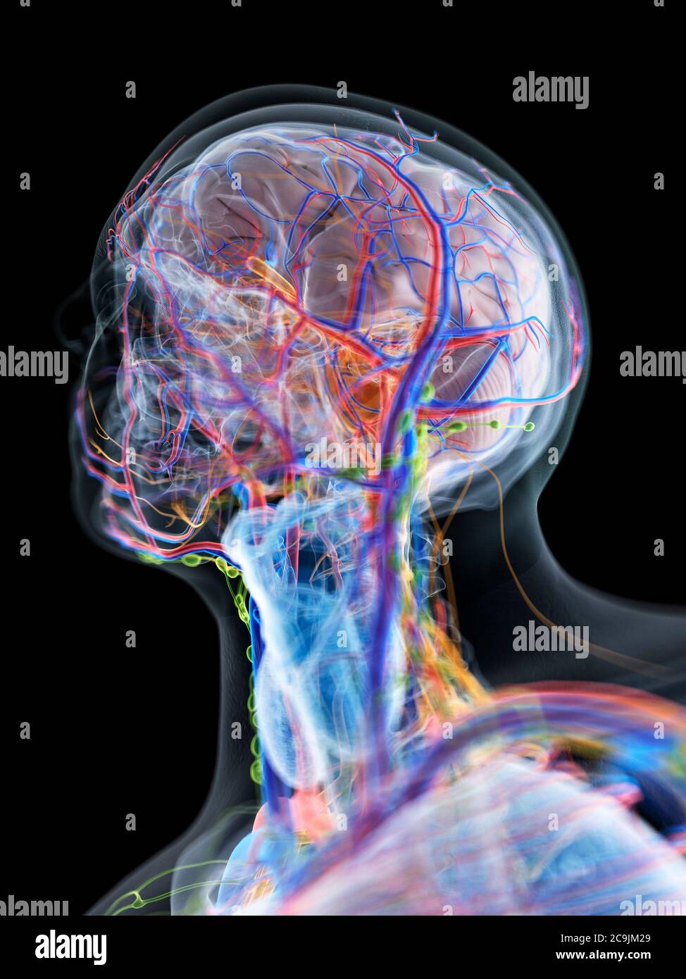 Male anatomy internal organs with head hi-res stock photography and ...