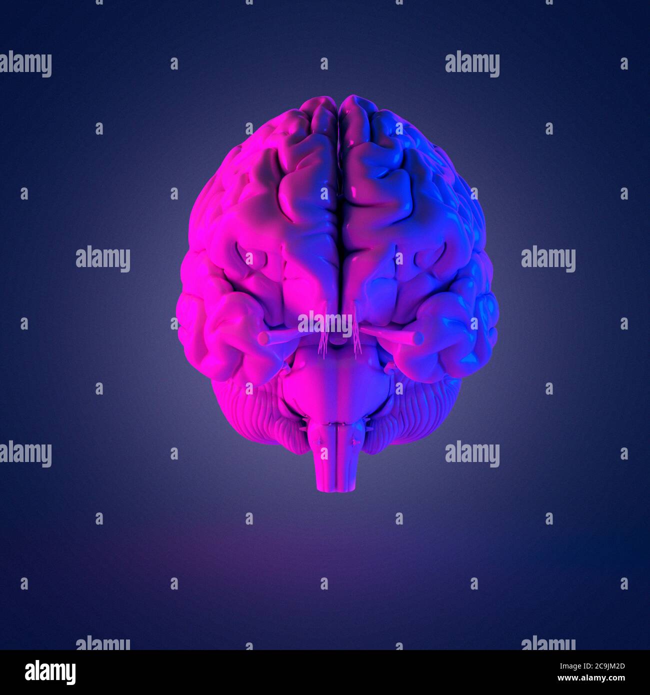 Allocortex hi-res stock photography and images - Alamy