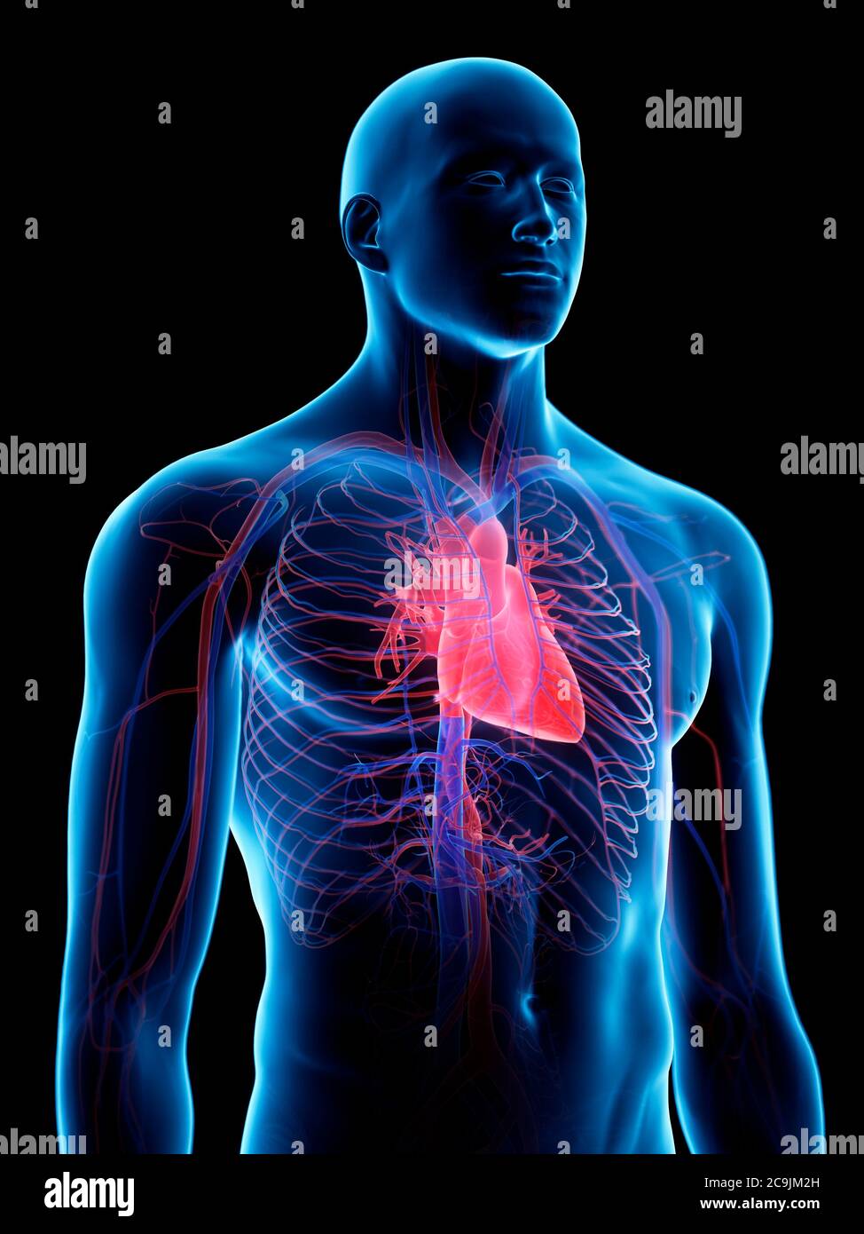 Heart anatomy, computer illustration Stock Photo - Alamy