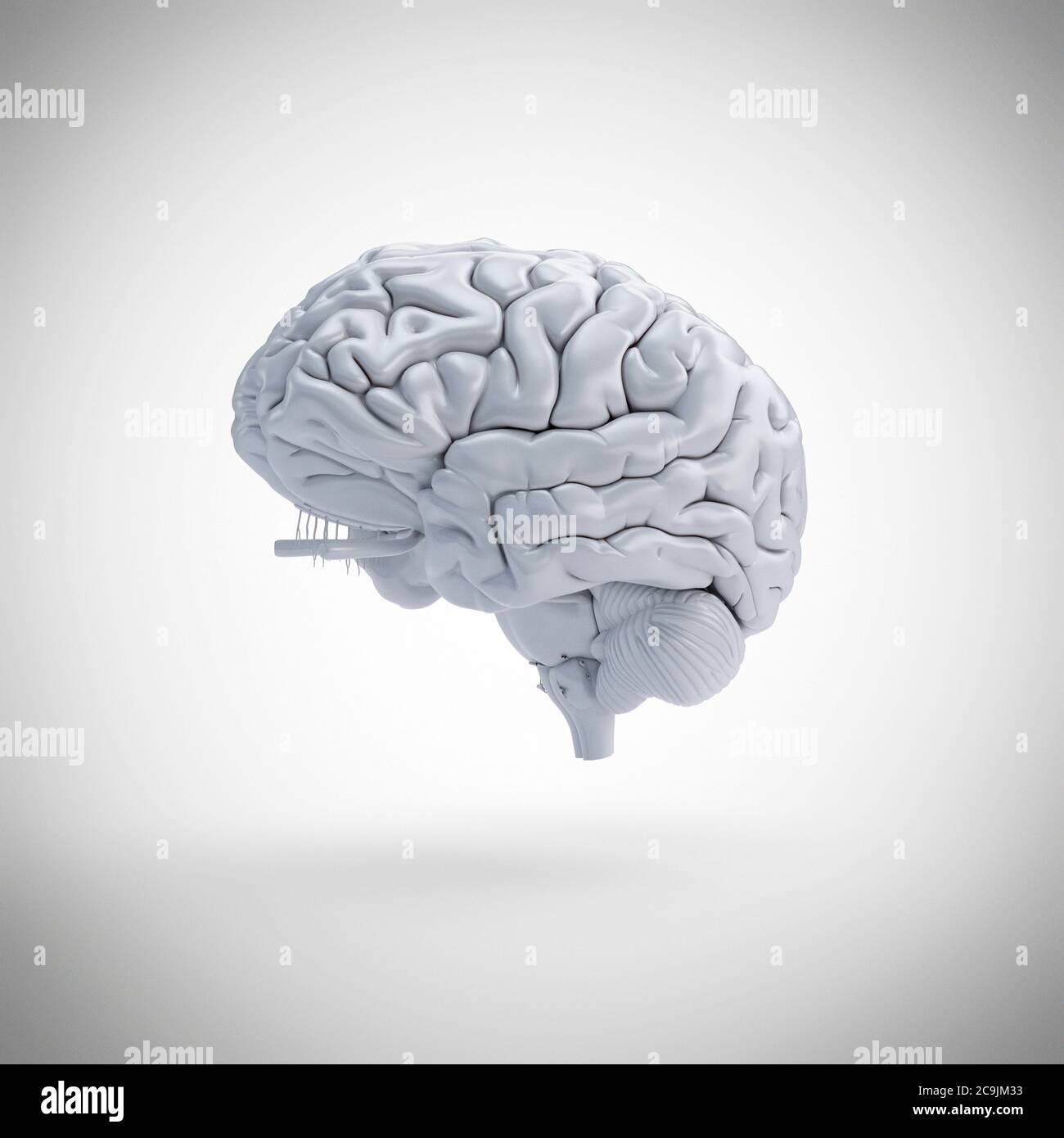 Human brain, computer illustration Stock Photo - Alamy