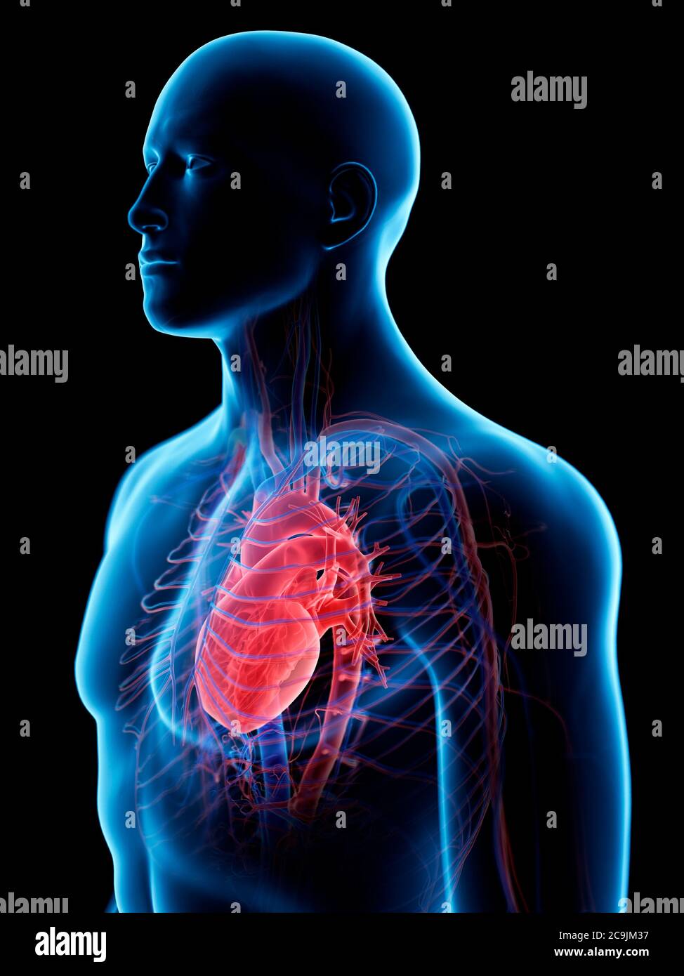 Cardiovascular system, computer illustration Stock Photo - Alamy
