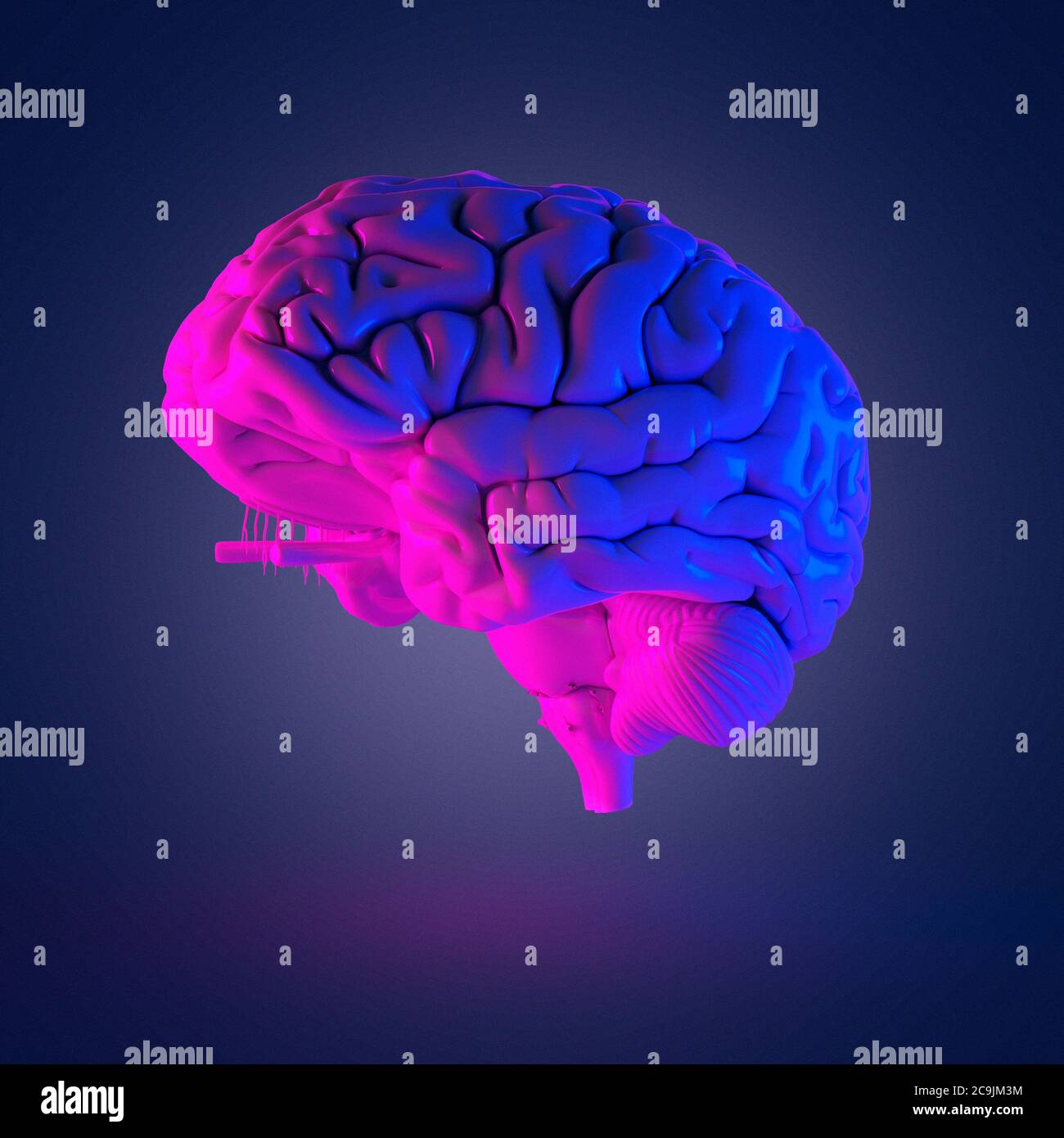 Human brain, computer illustration Stock Photo - Alamy