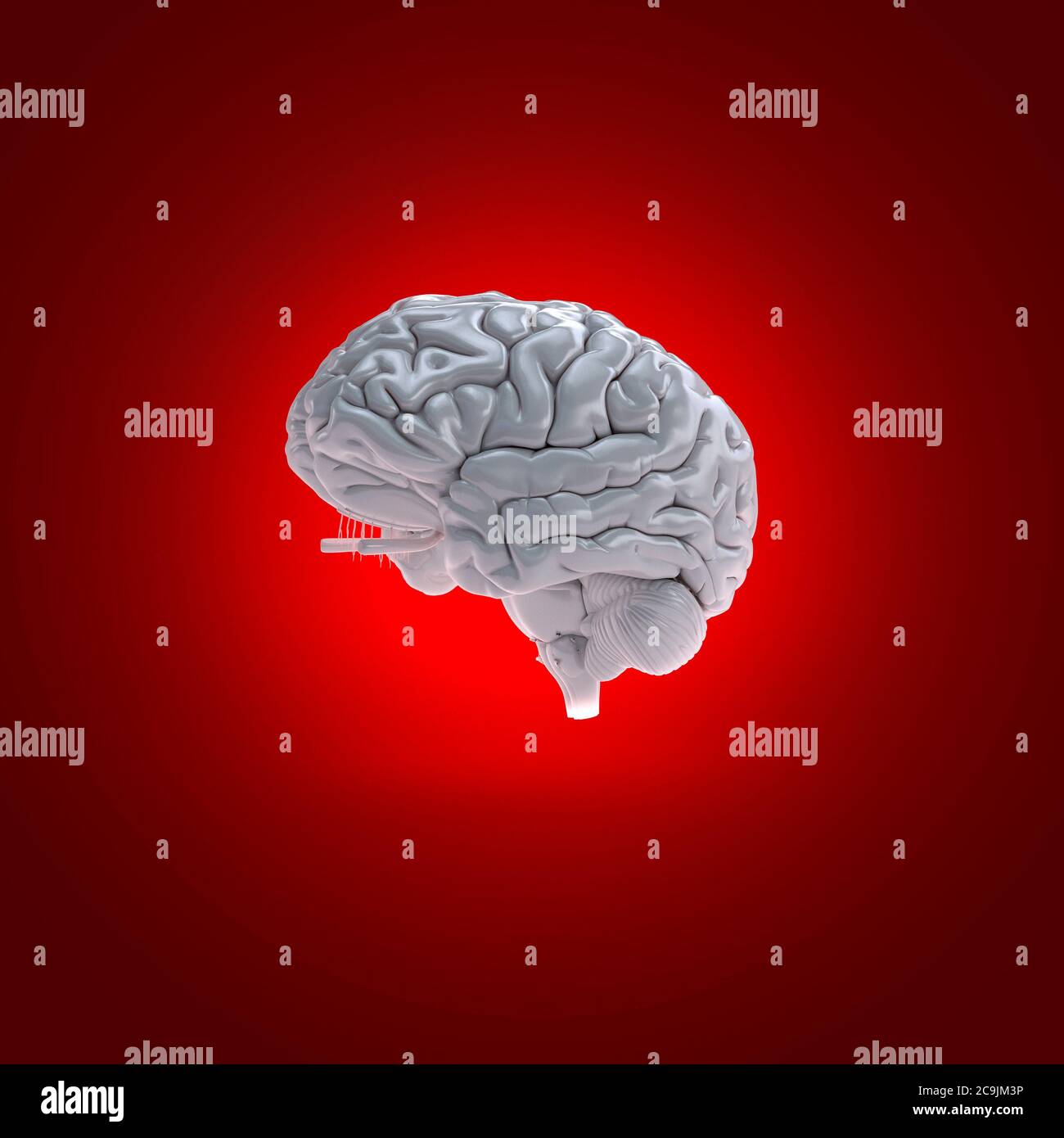 Human brain, computer illustration Stock Photo - Alamy