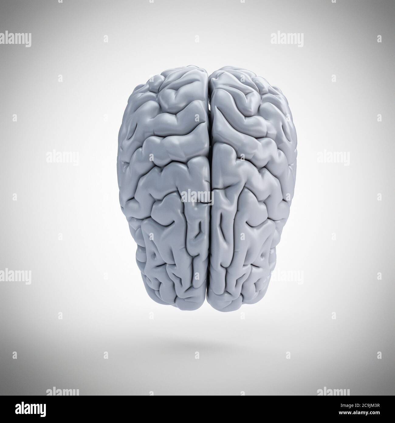 Human brain, computer illustration Stock Photo - Alamy